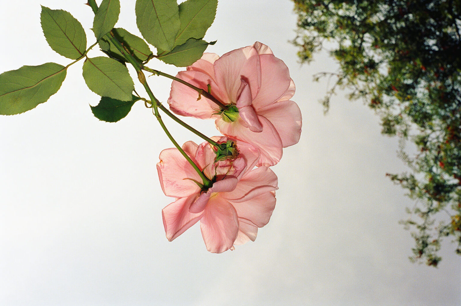 Mary McCartney – Mary McCartney's photography and motion work has ...